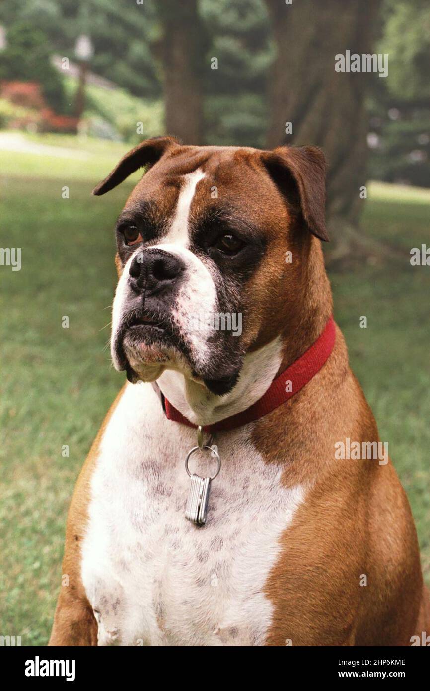 Tasha boxer hi-res stock photography and images - Alamy
