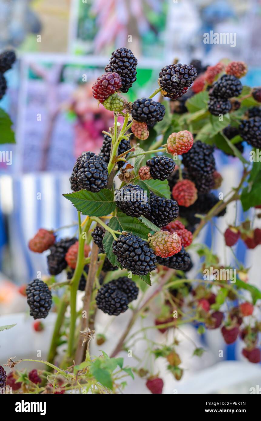 Blackberry seedling hi-res stock photography and images - Alamy