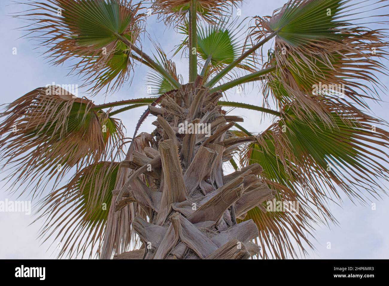 Palm tree on sky, view from down to top. Huge, strong, high old palm ...