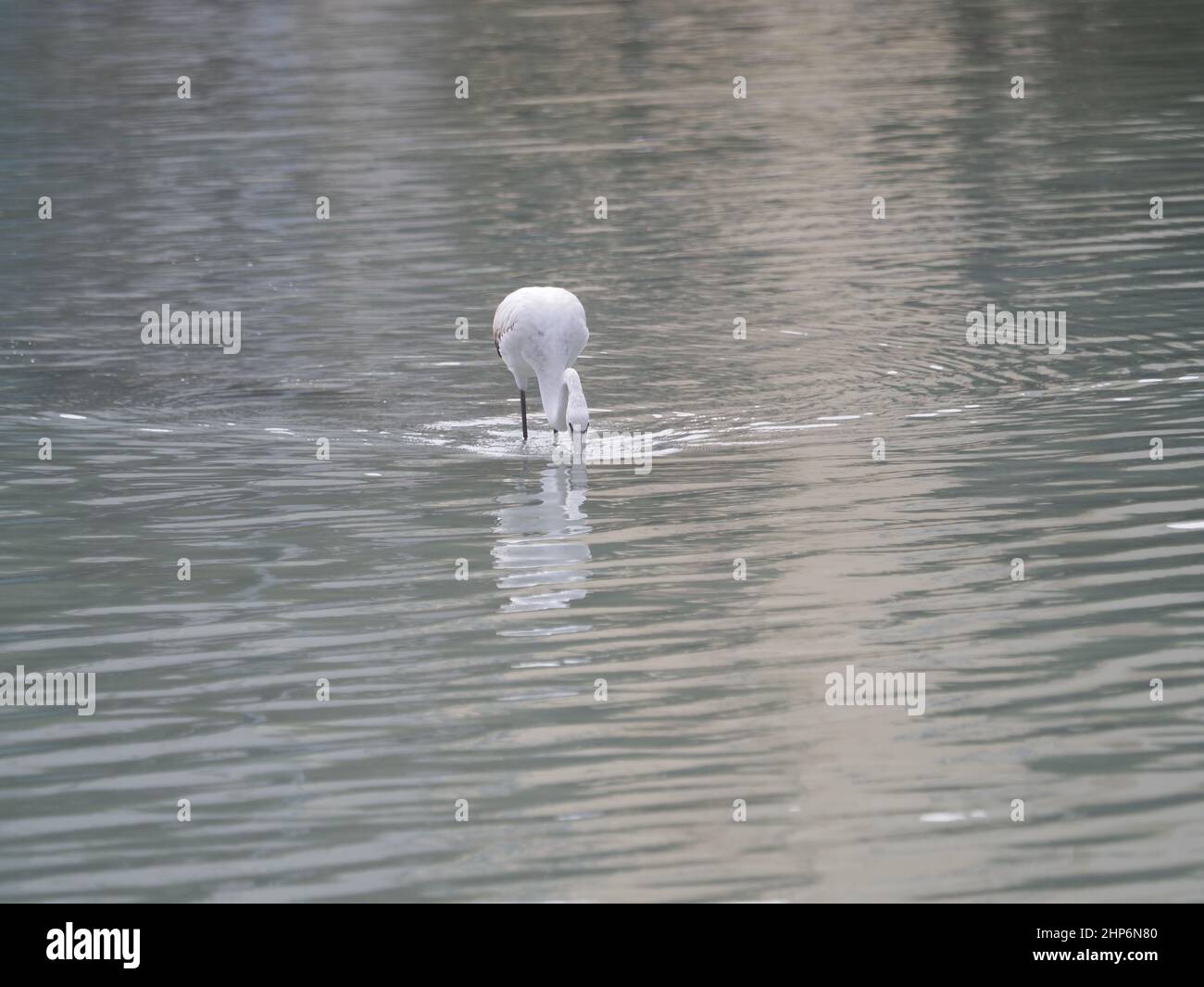 Black morph egret hi-res stock photography and images - Alamy