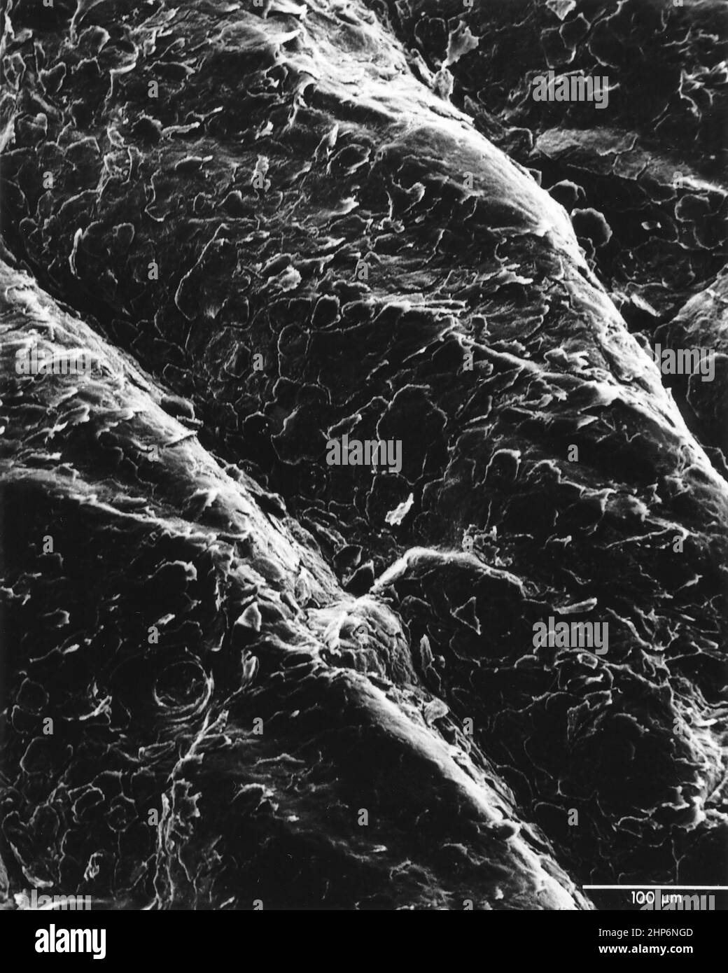 Archival scanning Black and White Stock Photos & Images - Alamy