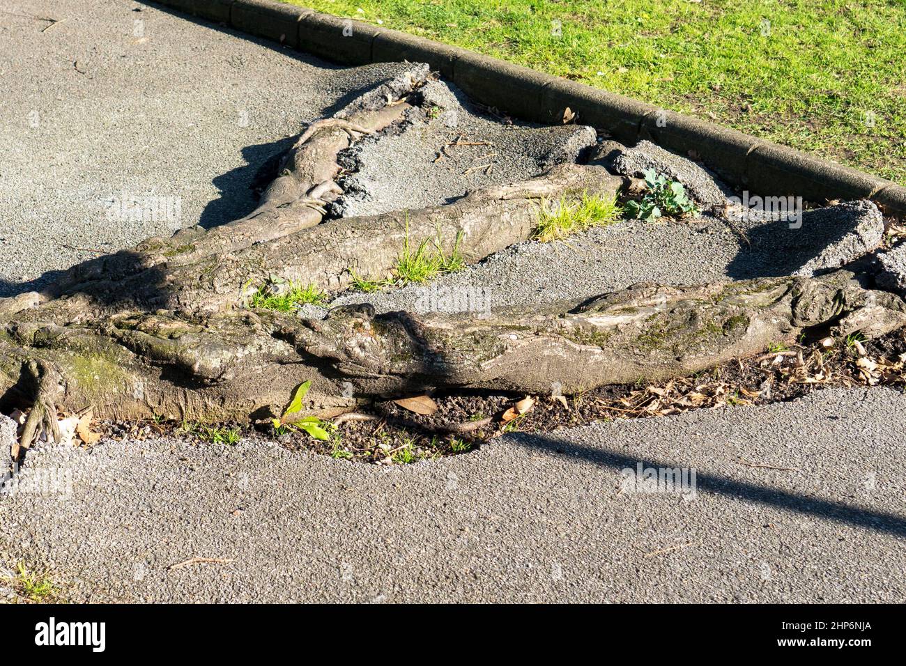 Tree roots damage pavement hi-res stock photography and images - Alamy