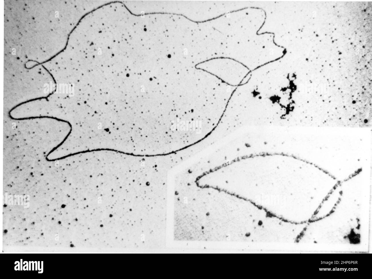DNA under an electron microscope Stock Photo - Alamy
