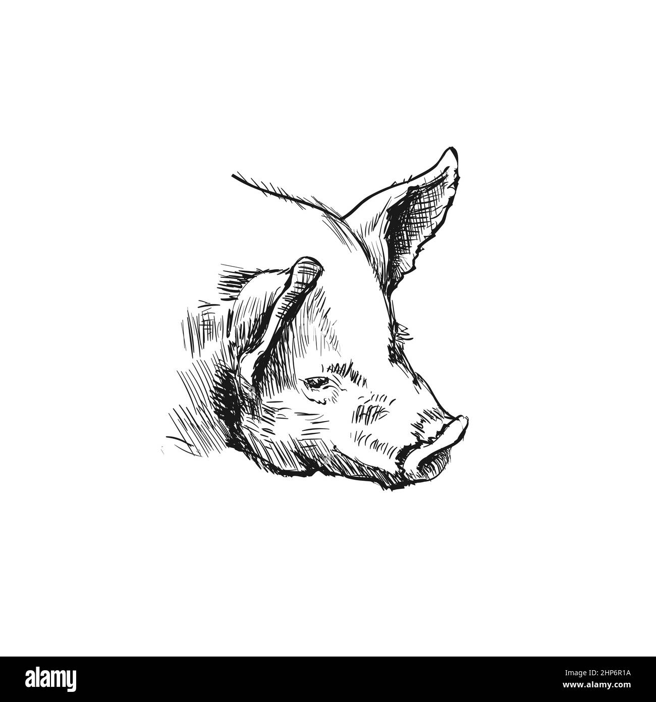 Hand Drawn Sketch Head Pig Illustration Hand Drawn Sketch Head Pig ...