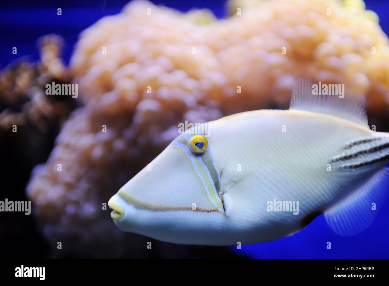 Fish, coral and other bright and colorful inhabitants of the Red Sea ...