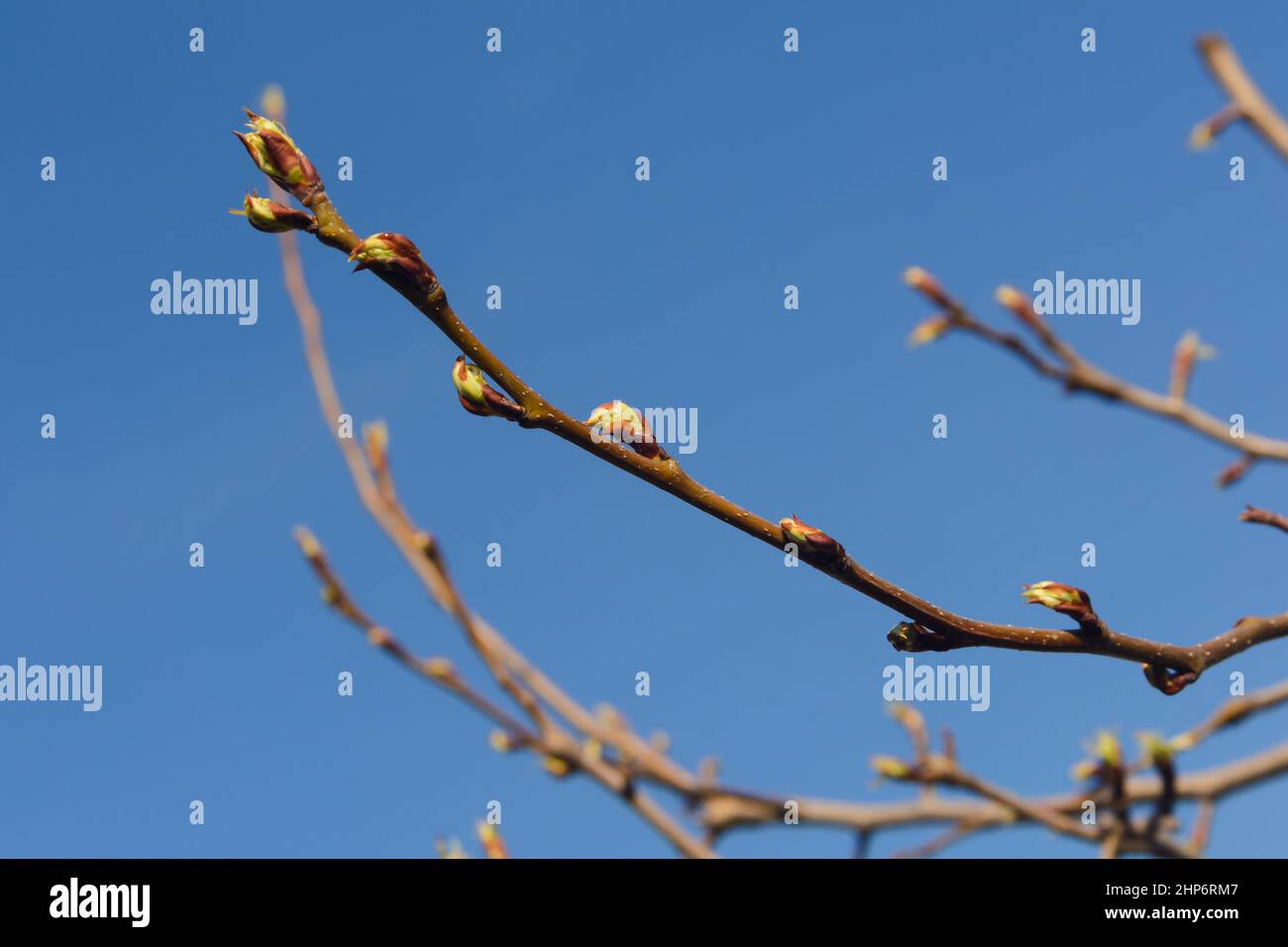Blooming leaves and swollen buds on tree branch in spring. Blue sky ...