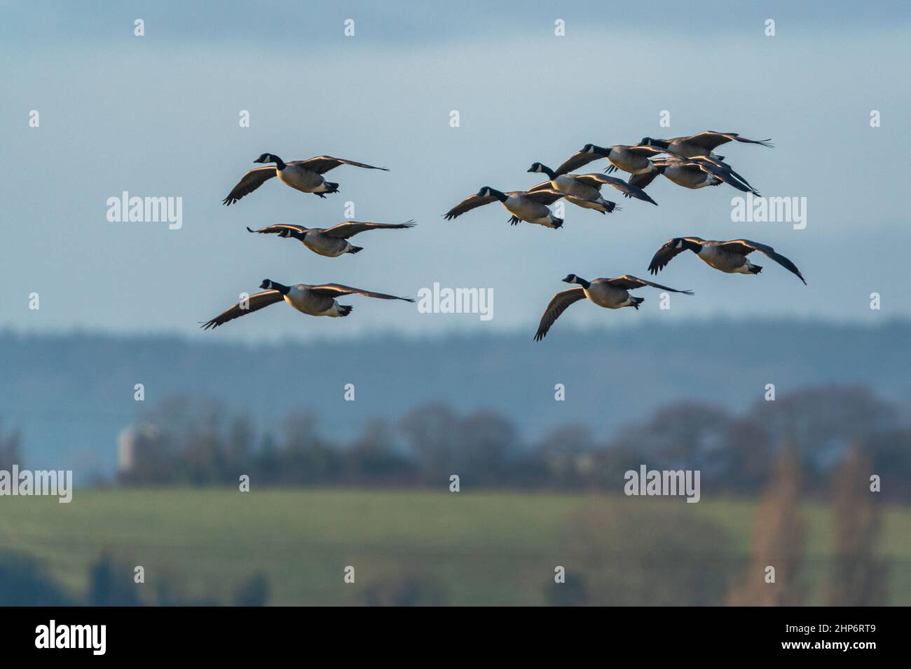 Canada Geese, Canada Goose, Branta Canadensis in flight Stock Photo - Alamy