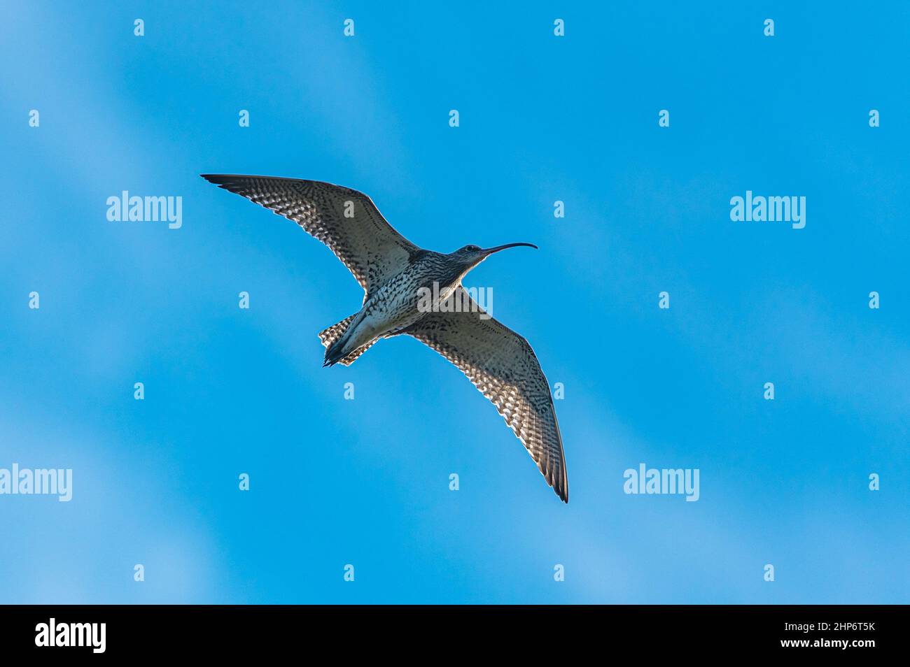 Uk snipe bird flying common hi-res stock photography and images - Alamy