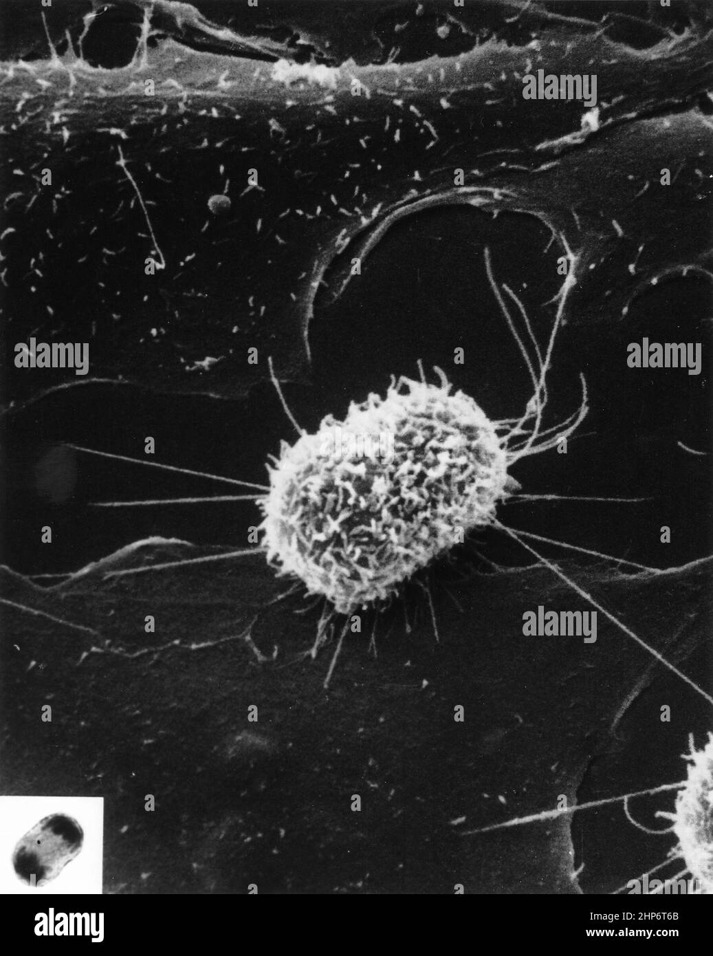 Anaphase hi-res stock photography and images - Alamy