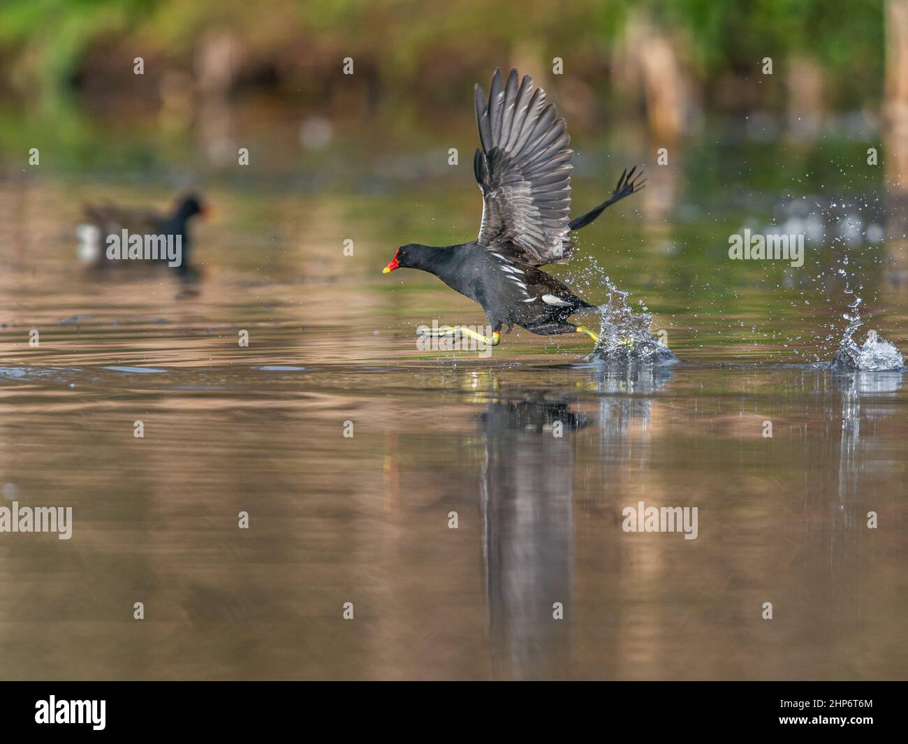 Marsh hen hi-res stock photography and images - Alamy