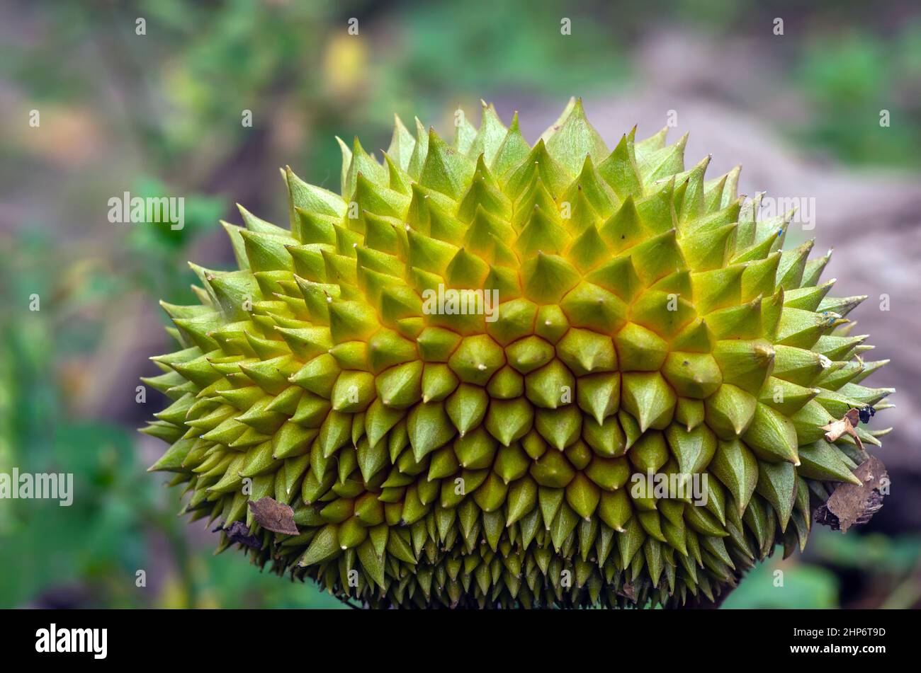 Fruit of the durian zibethinus hi-res stock photography and images - Alamy