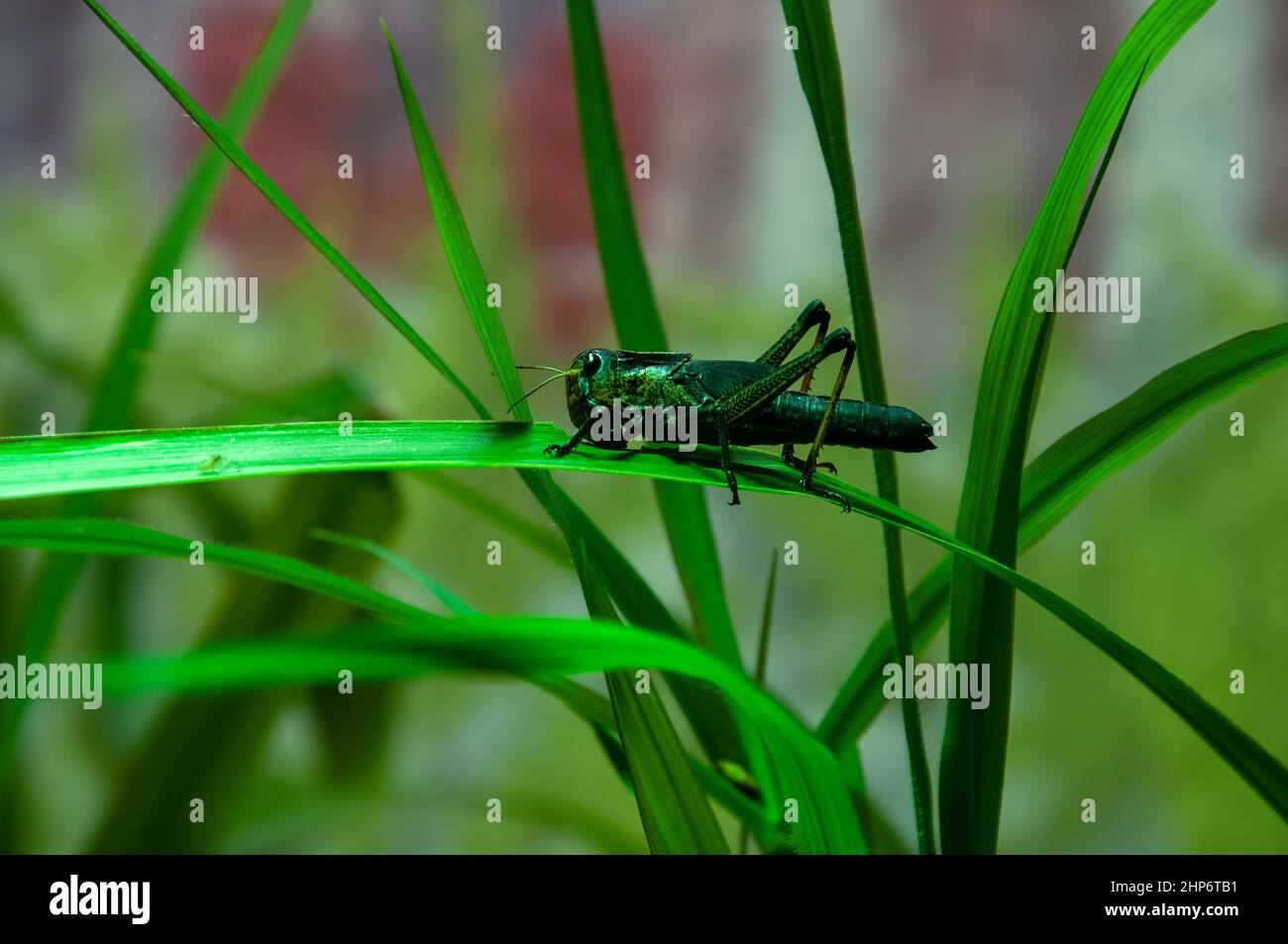 Sydney Australia, locust on green leaves Stock Photo - Alamy