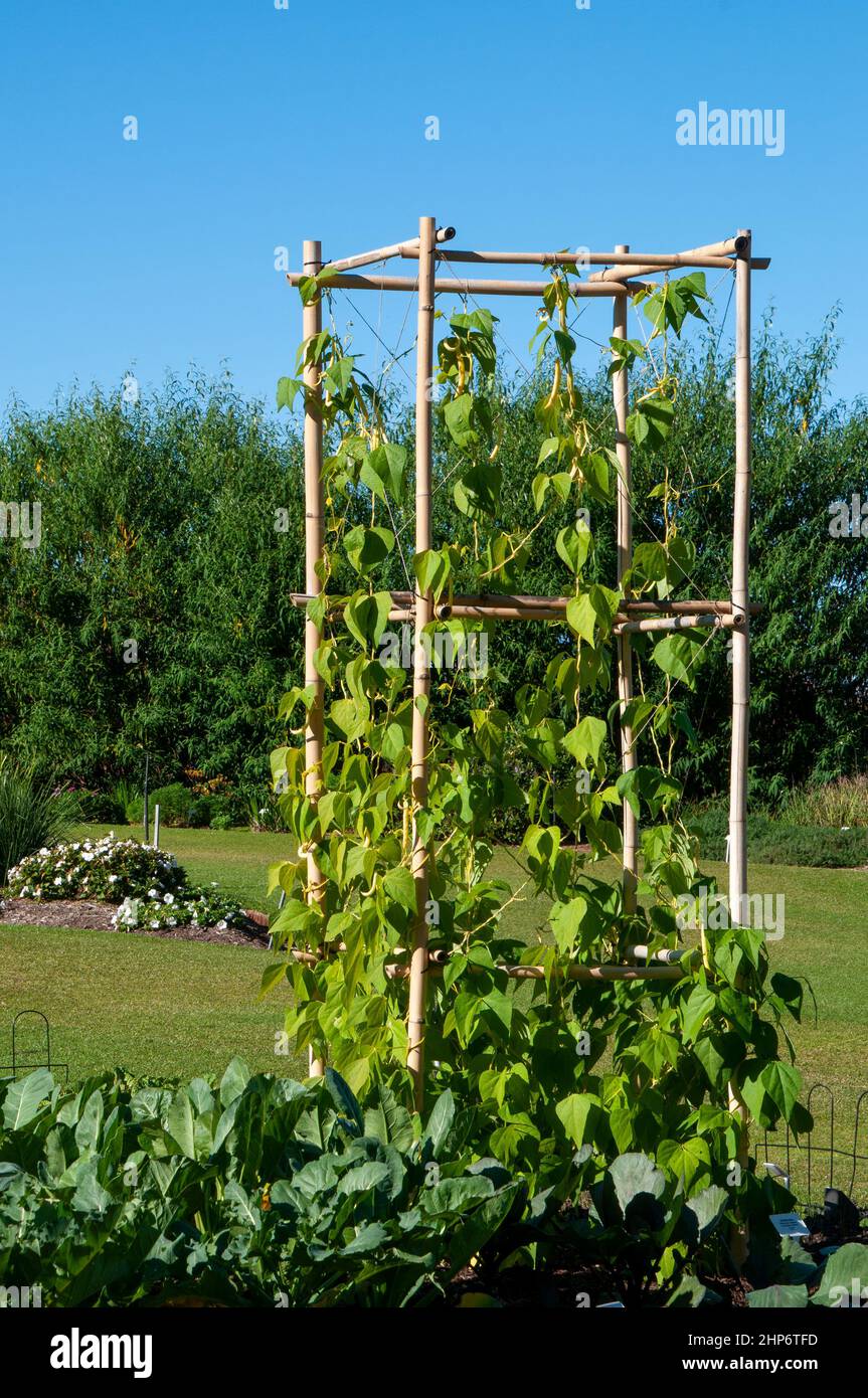 Sydney Australia, young phaseolus vulgaris or climbing beans growing on ...