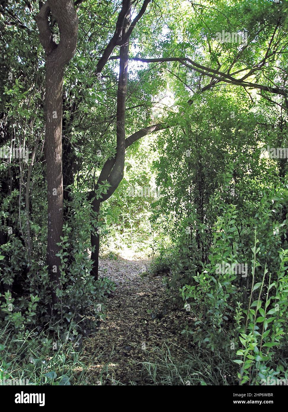 Vertical of a pathway among green trees in a forest in the sunlight ...