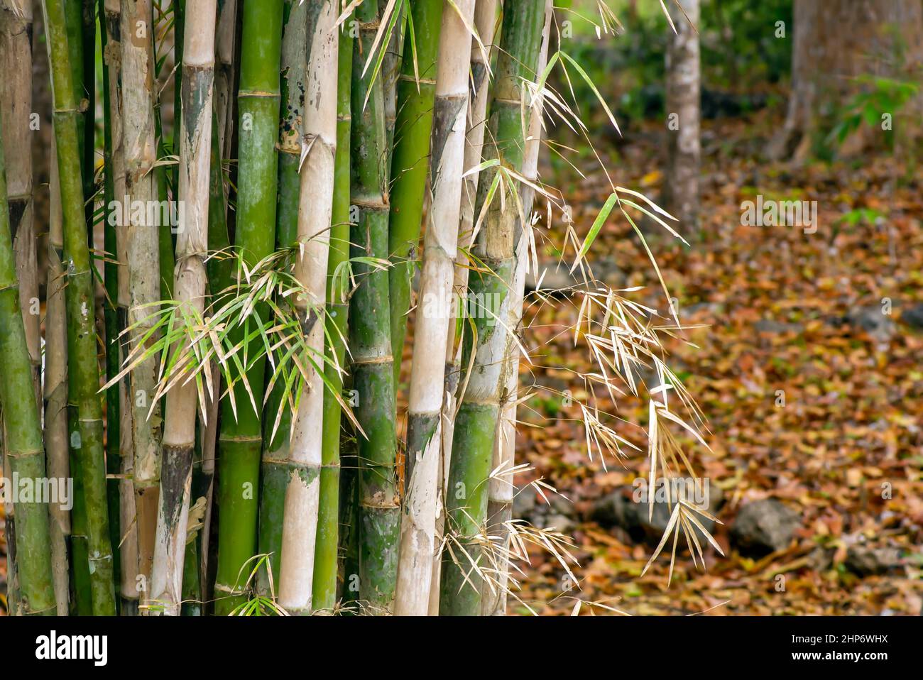 Bamboo plants for natural background and wallpaper Stock Photo - Alamy