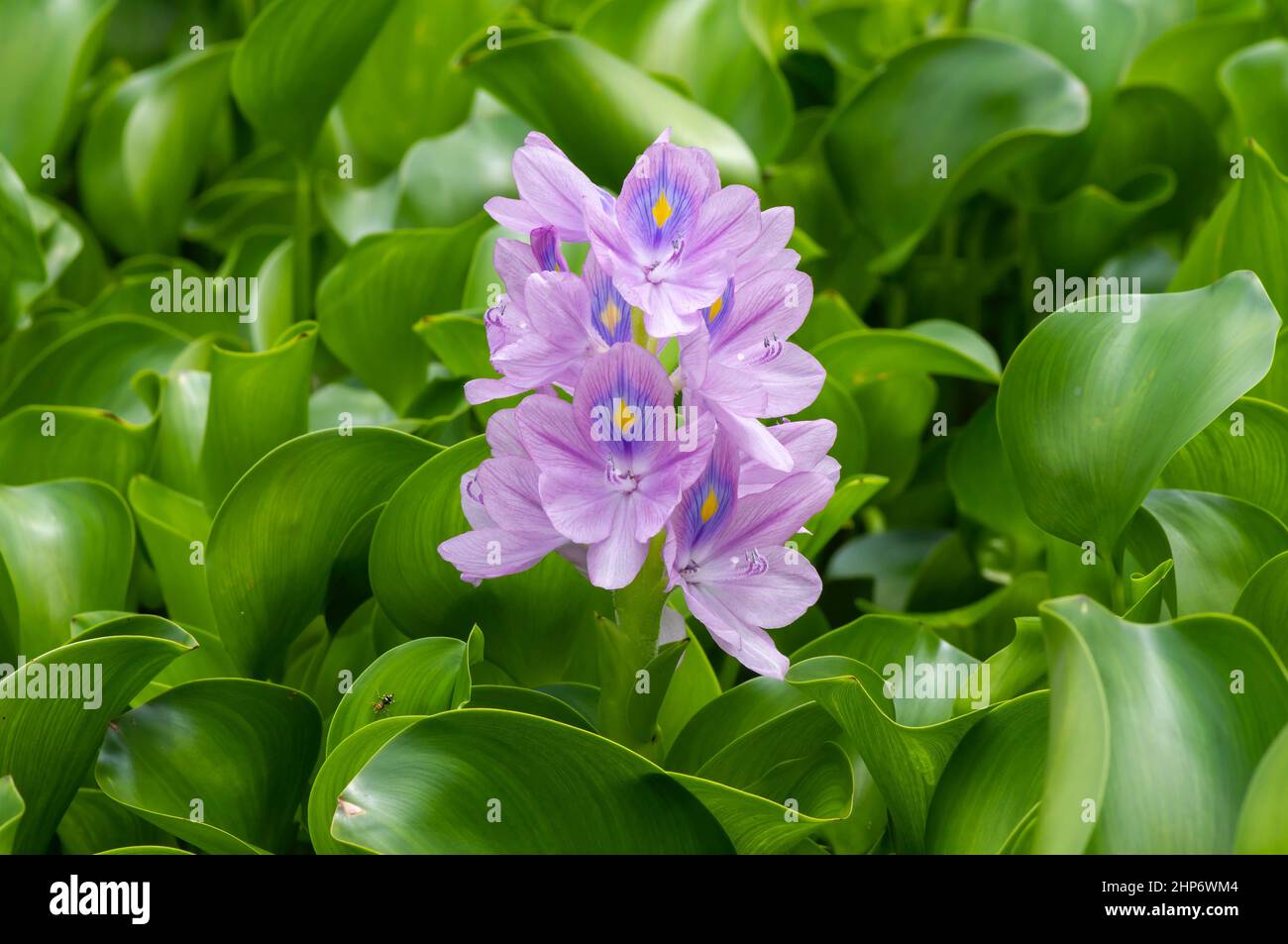 Eceng gondok, Water hyacinth flowers (Eichhornia crassipes), water ...