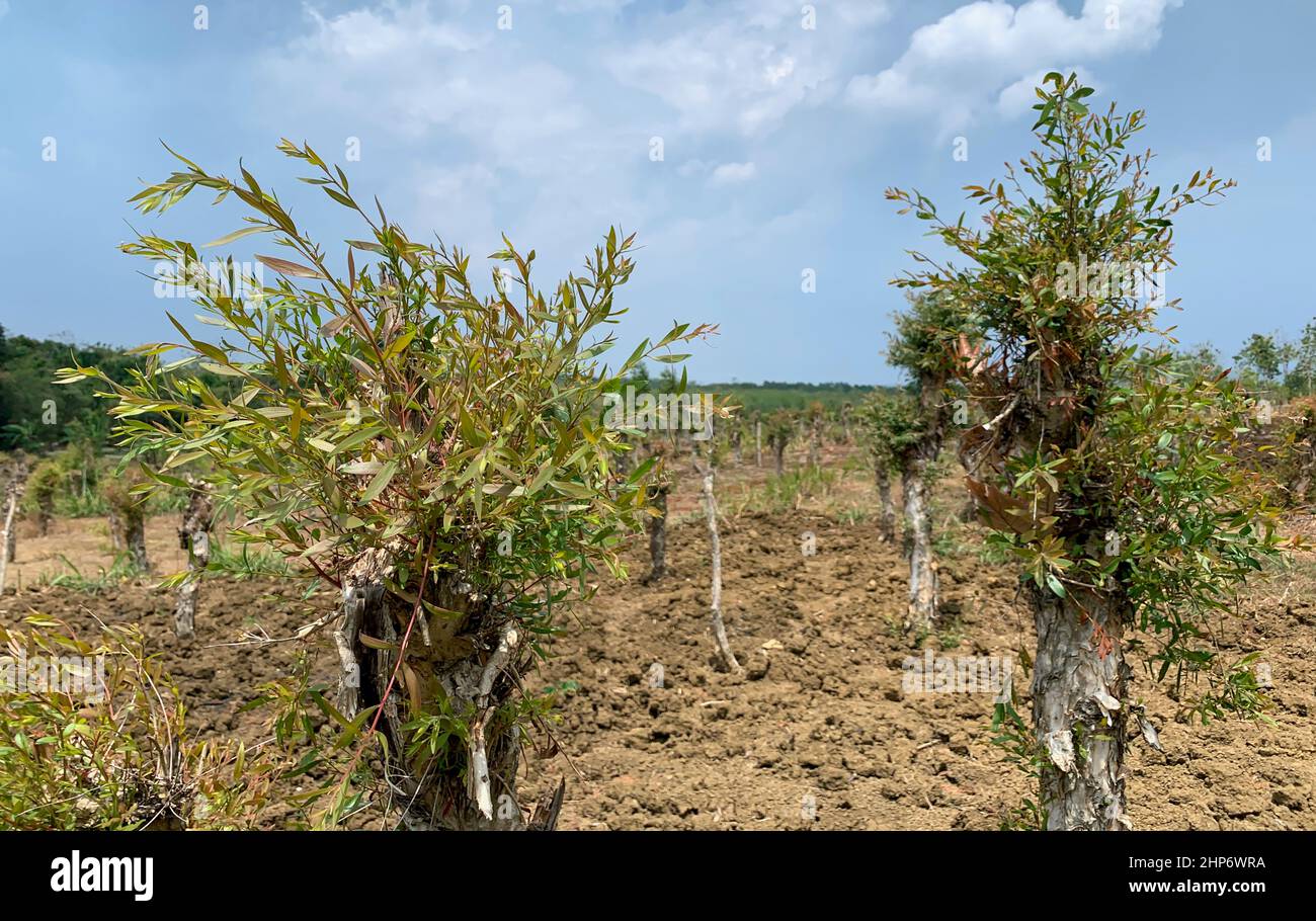 Melaleuca cajuputi plants, commonly known as cajuput, in Gunung Kidul ...