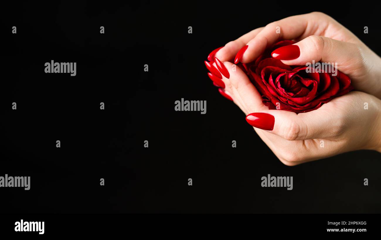 Crop person with red rose. Crop anonymous person demonstrating red rose ...