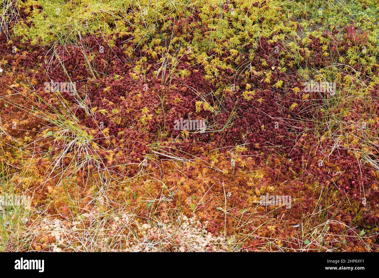 Closeup on different species Sphagnum peat moss in a succession area ...