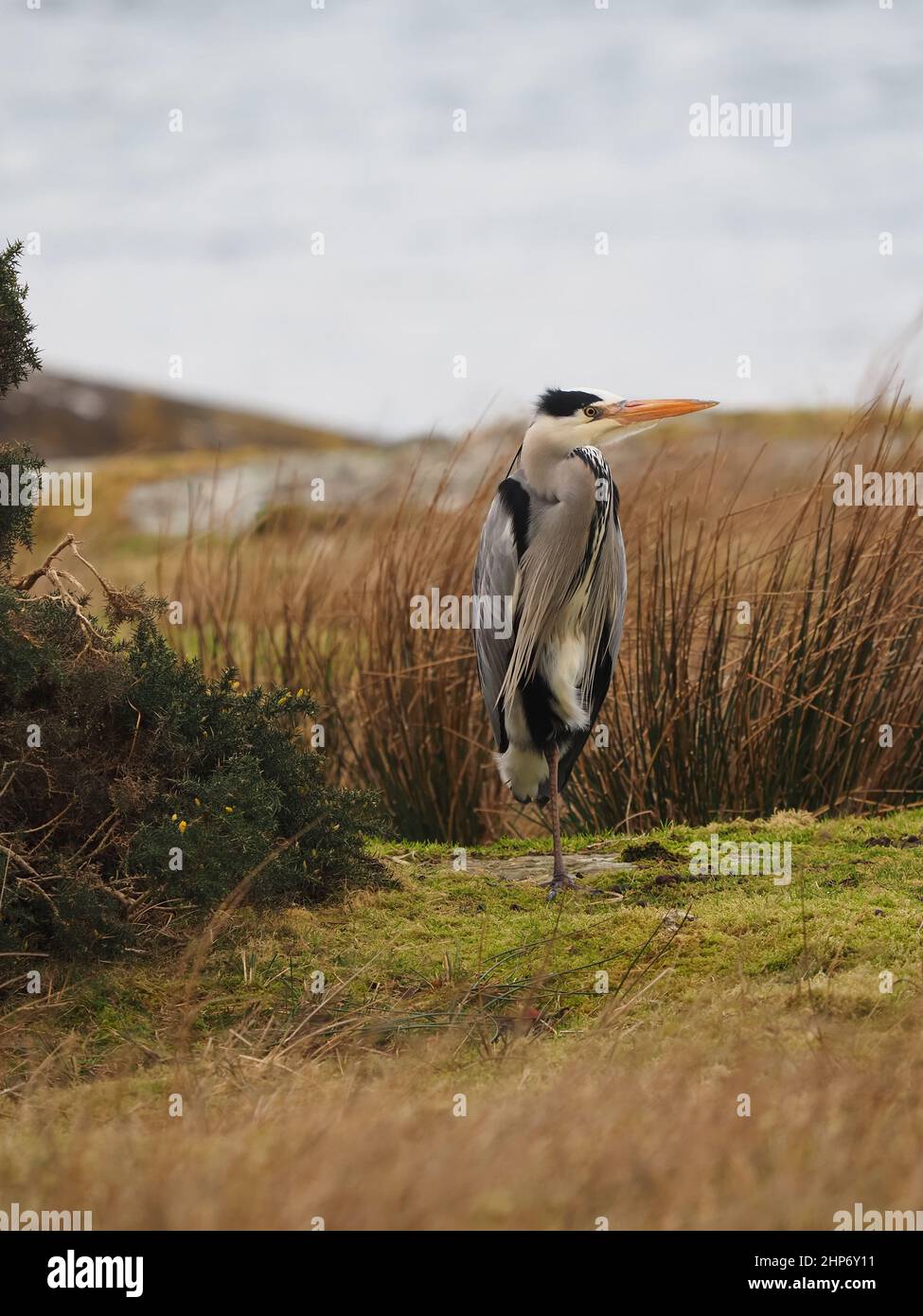 herons feed on coasts and the surrounding boggy ground in Scotland ...