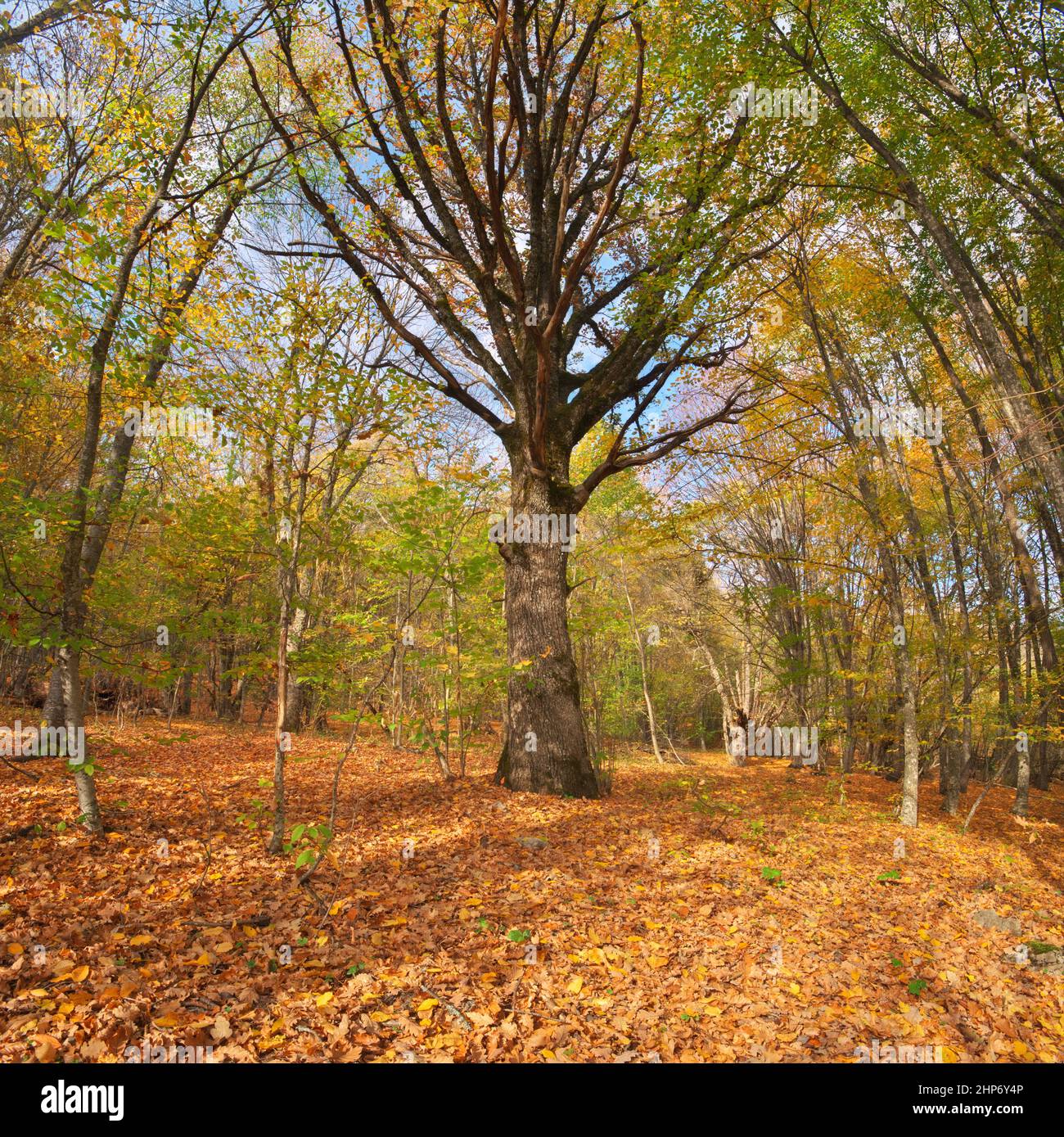 Big old autumn tree in forest. Nature composition Stock Photo - Alamy