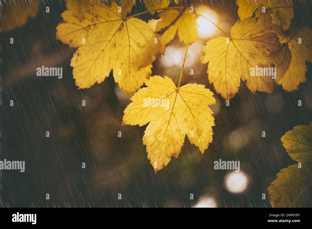 Autumn leaf of maple tree. Nature conceptual scene. Rain and night ...