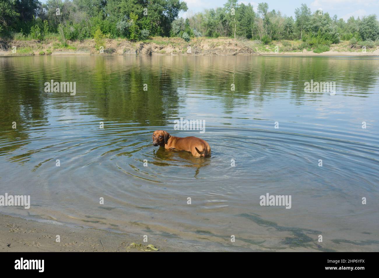 Walks and swims hi-res stock photography and images - Alamy