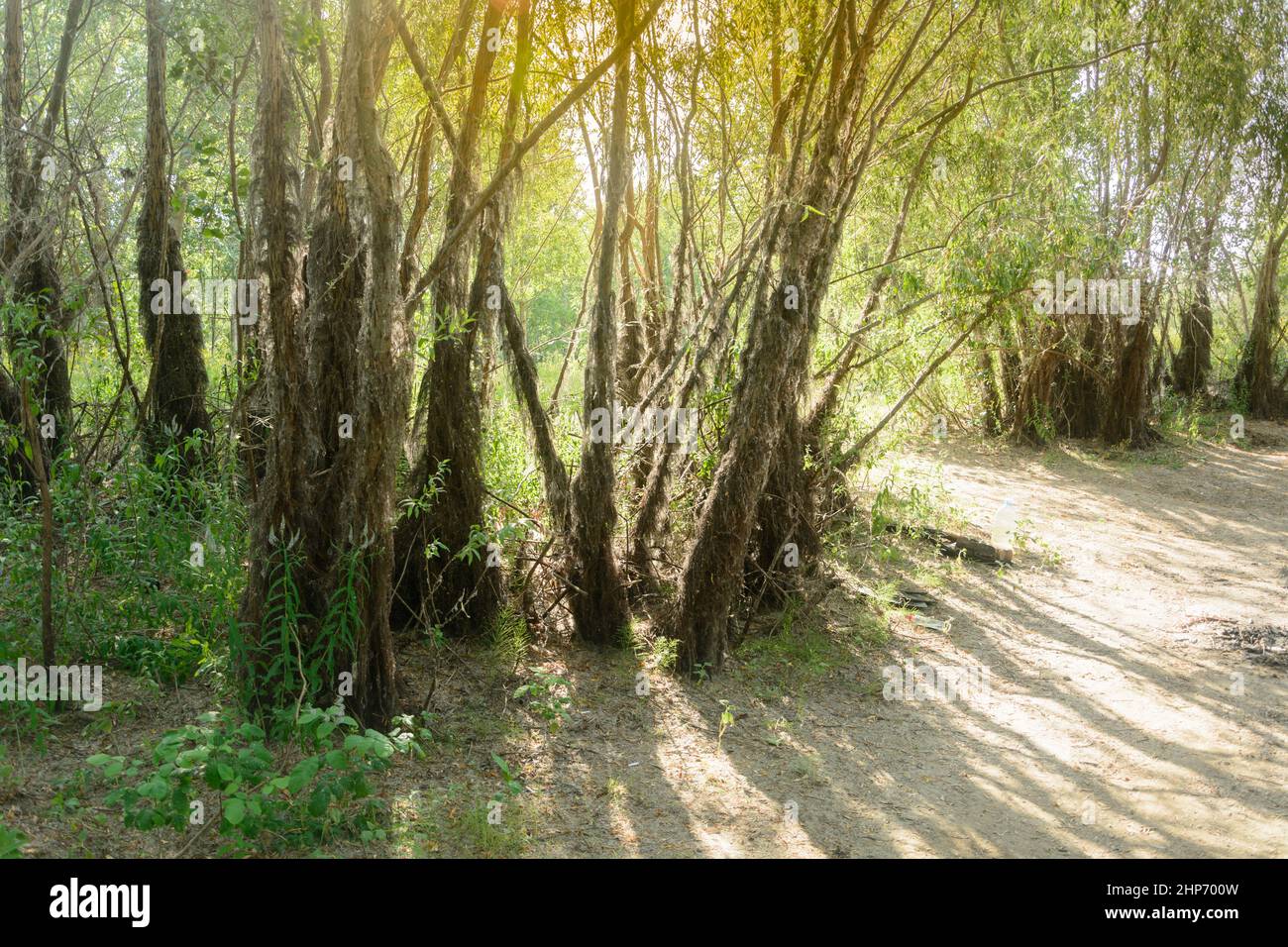 Radiant pathway hi-res stock photography and images - Alamy