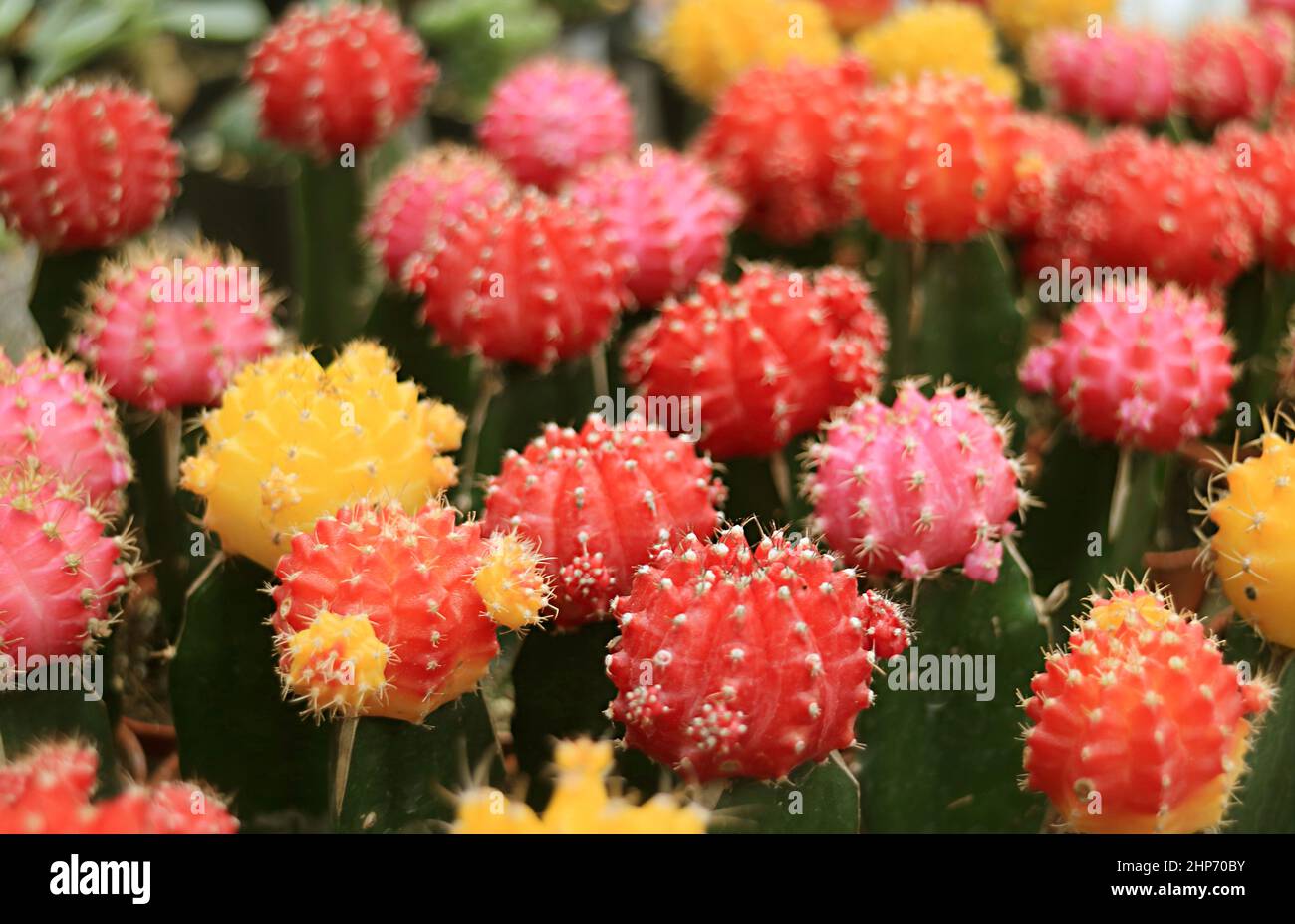 Colorful moon hi-res stock photography and images - Alamy