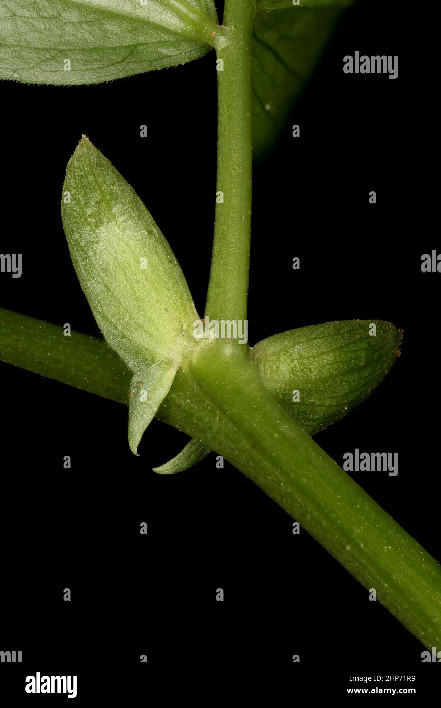 Stipules hi-res stock photography and images - Alamy