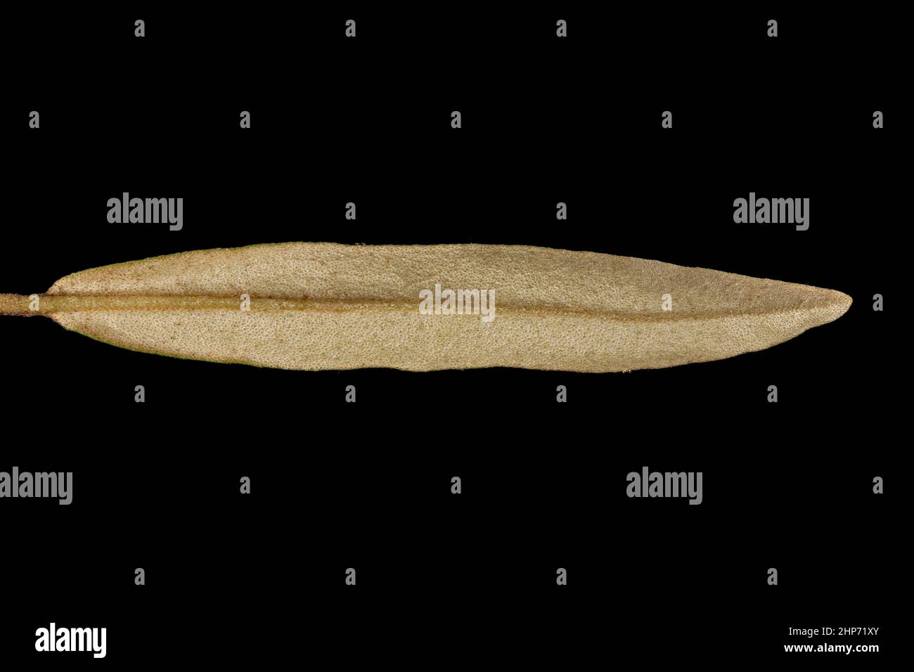 Hippophae rhamnoides botanical illustration hi-res stock photography ...