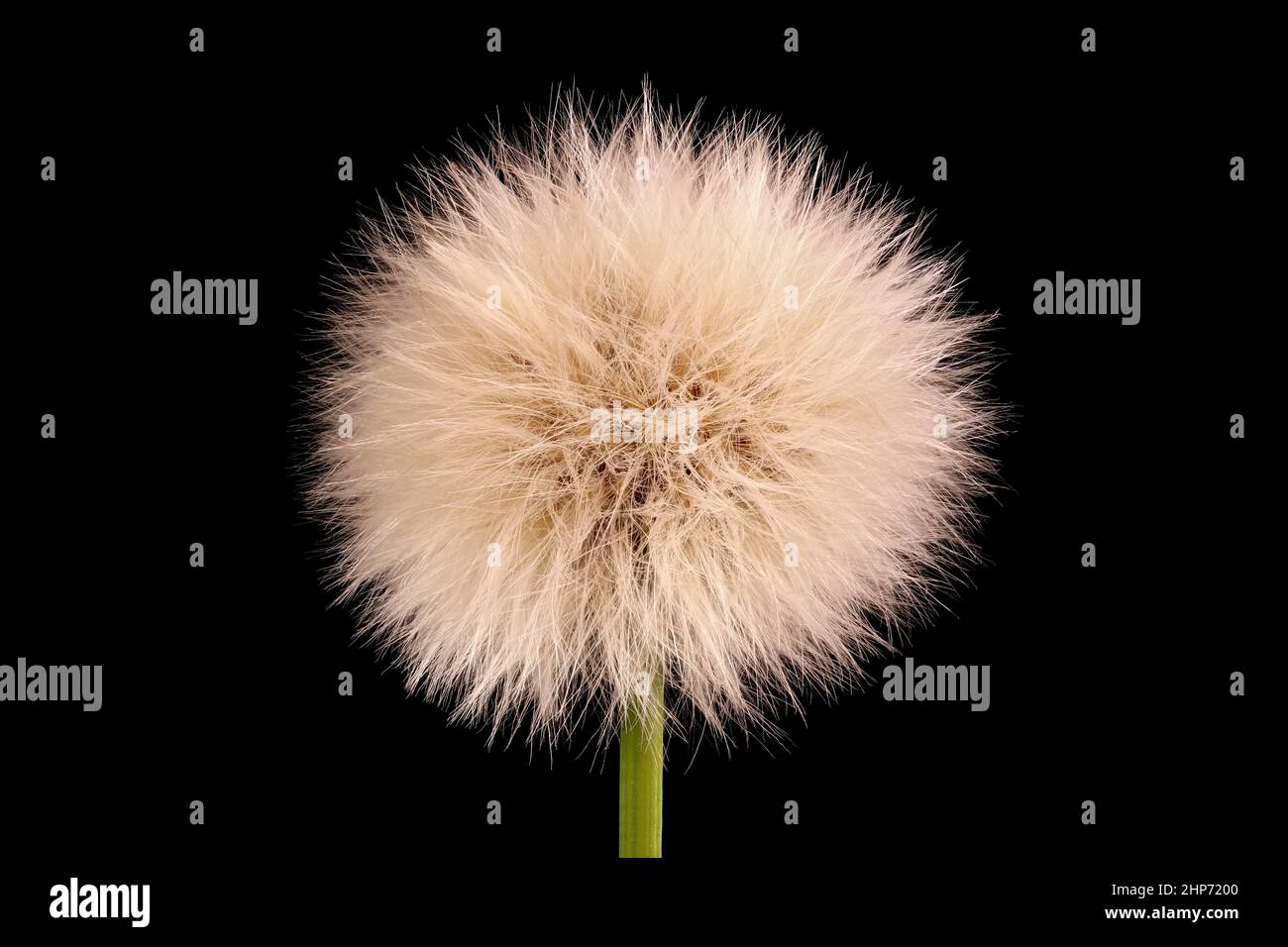 Fruiting capitulum hi-res stock photography and images - Alamy