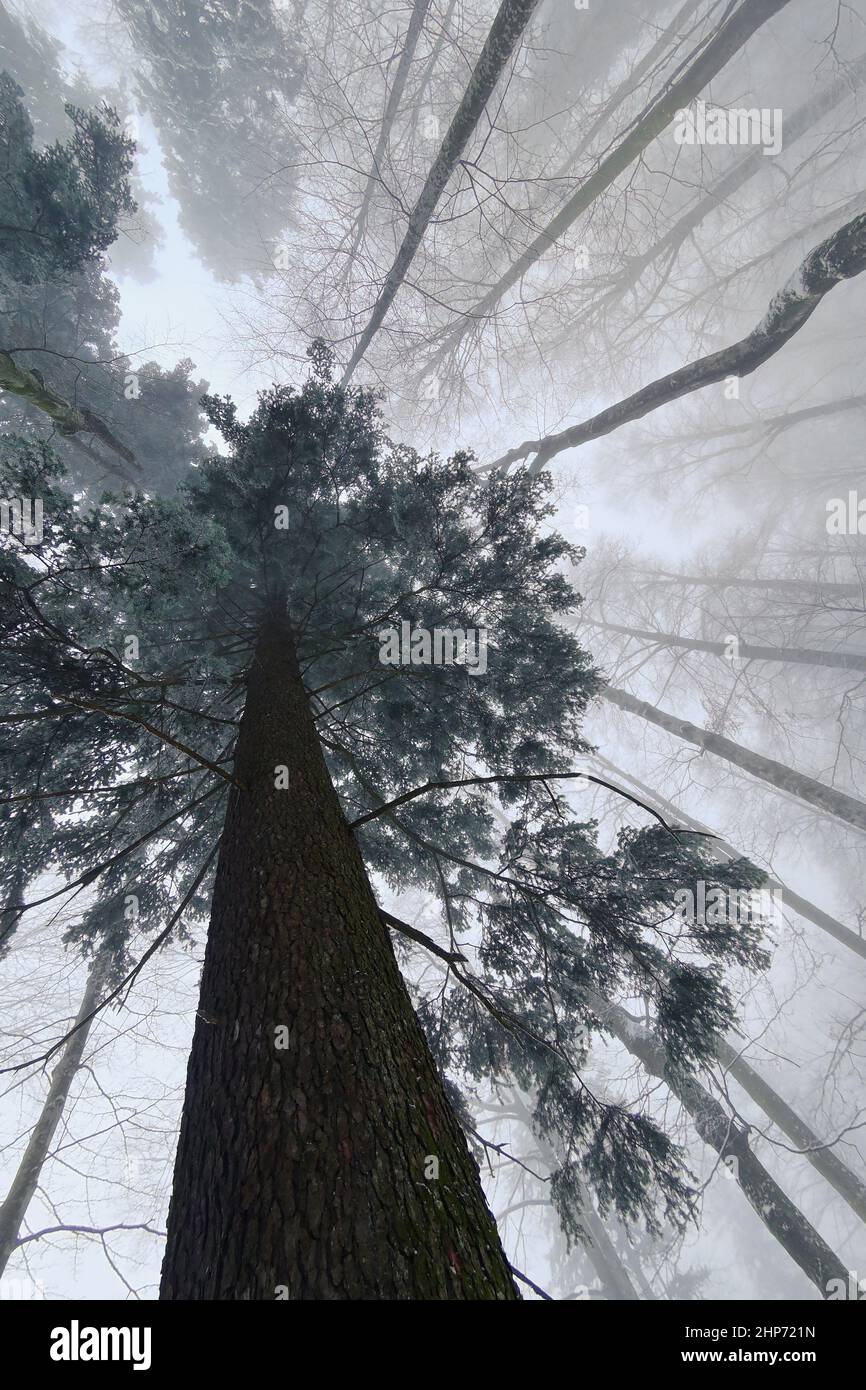 Wide angle of Winter trees in Fagaras mountains, Romania Stock Photo ...
