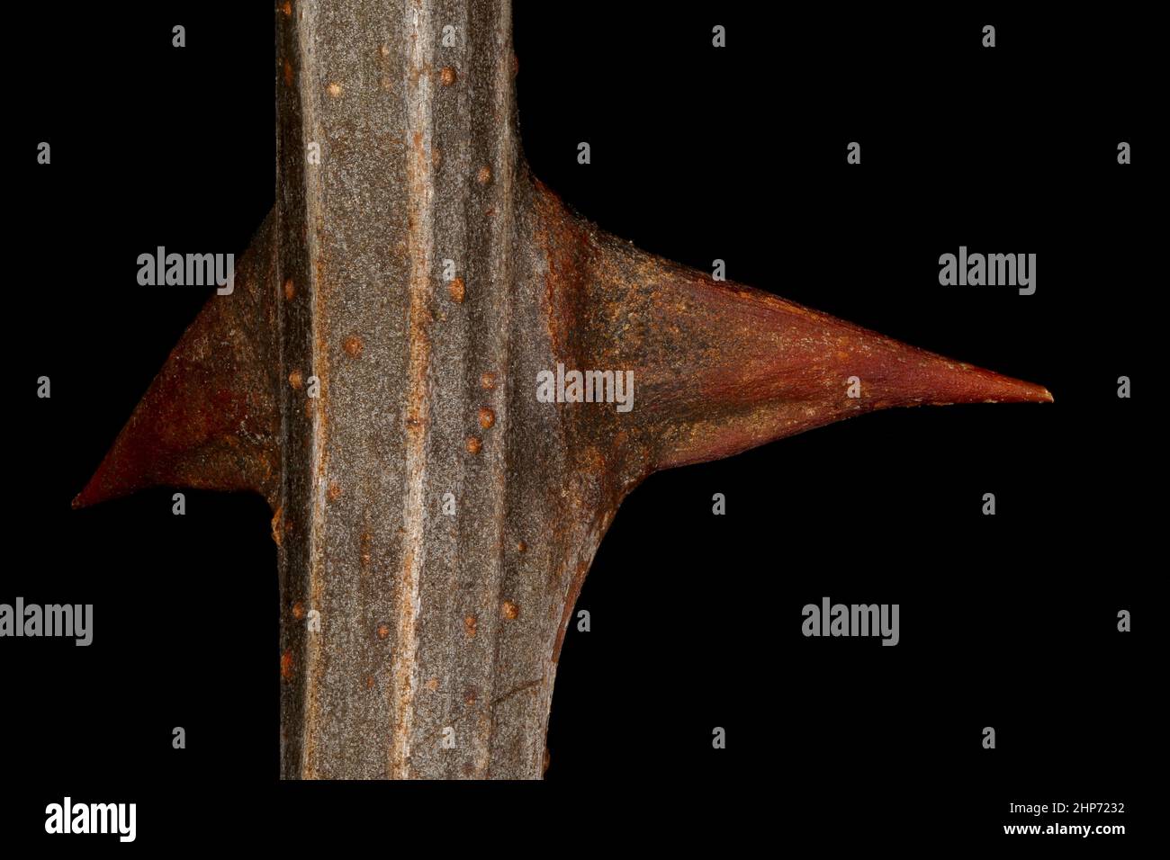 Stipular spines hi-res stock photography and images - Alamy