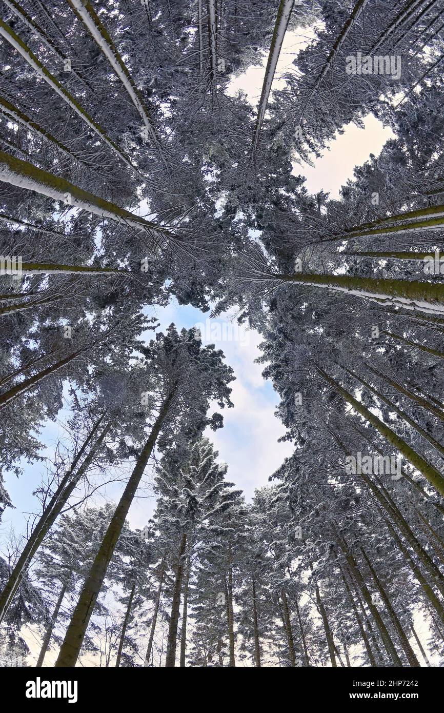Wide angle of Winter trees in Fagaras mountains, Romania Stock Photo ...