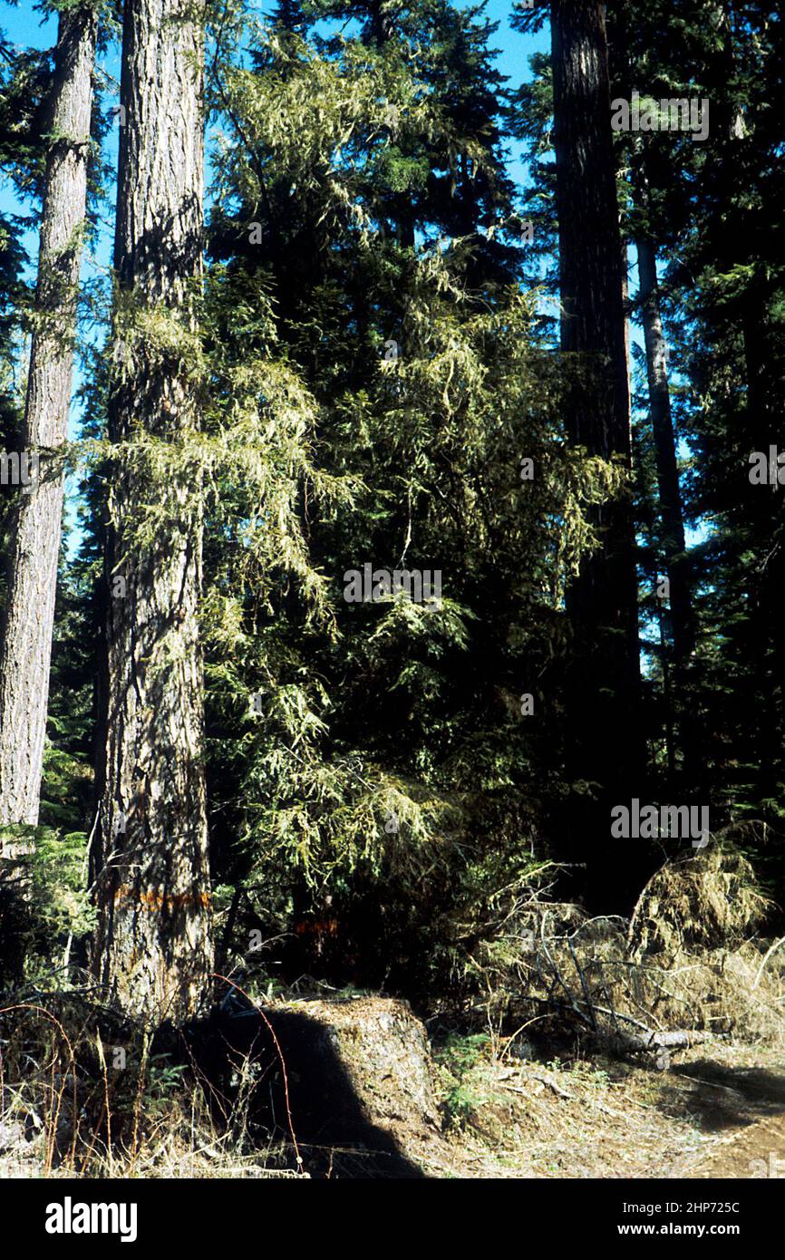 Pacific yew tree hi-res stock photography and images - Alamy