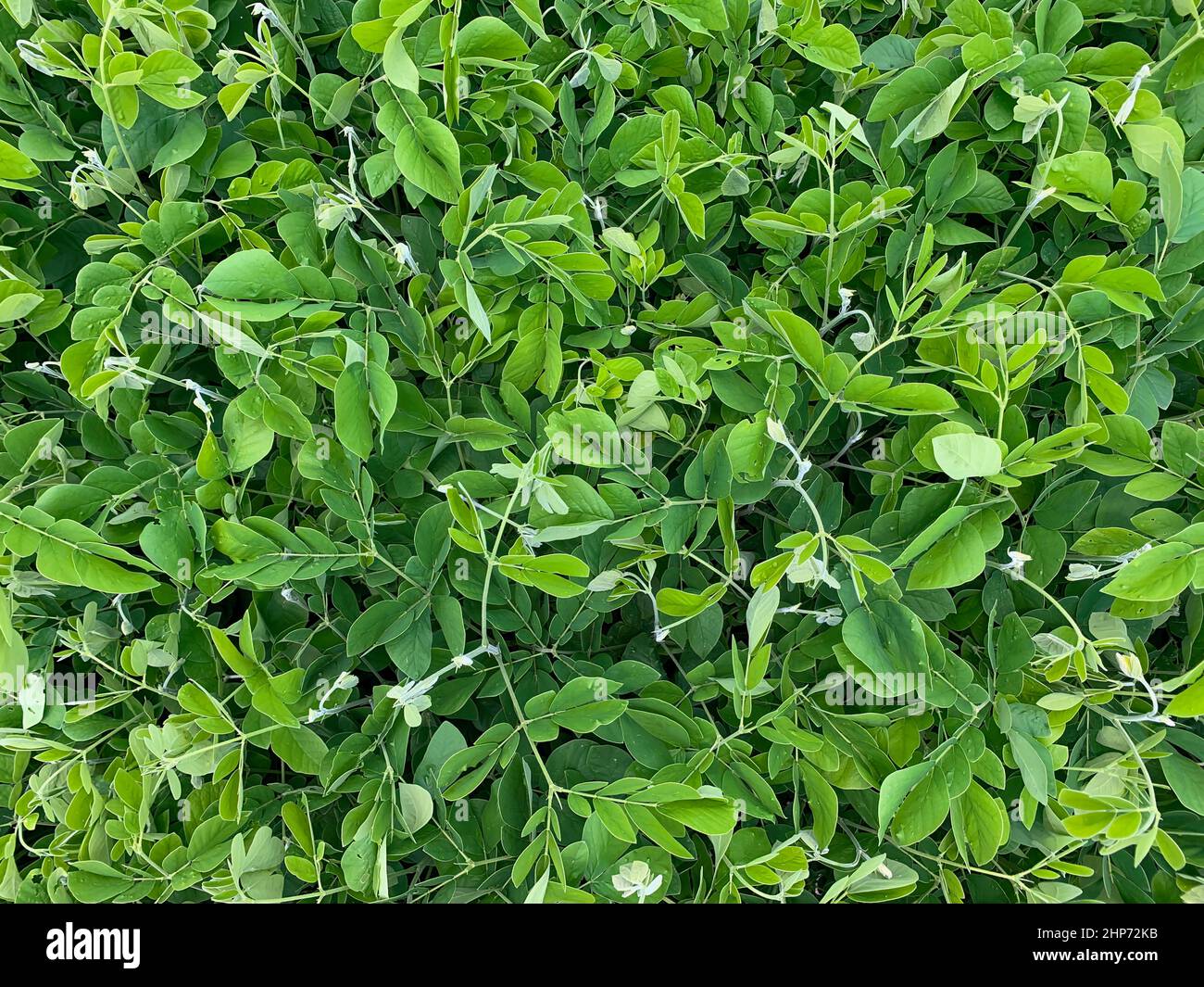 Trembesi (Samanea saman), the rain tree, Monkey pod tree seedlings ...