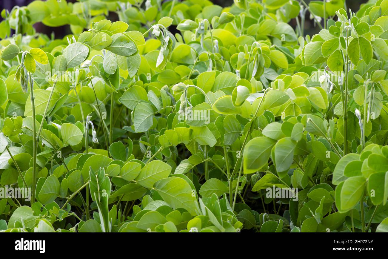 Trembesi (Samanea saman), the rain tree, Monkey pod tree seedlings ...