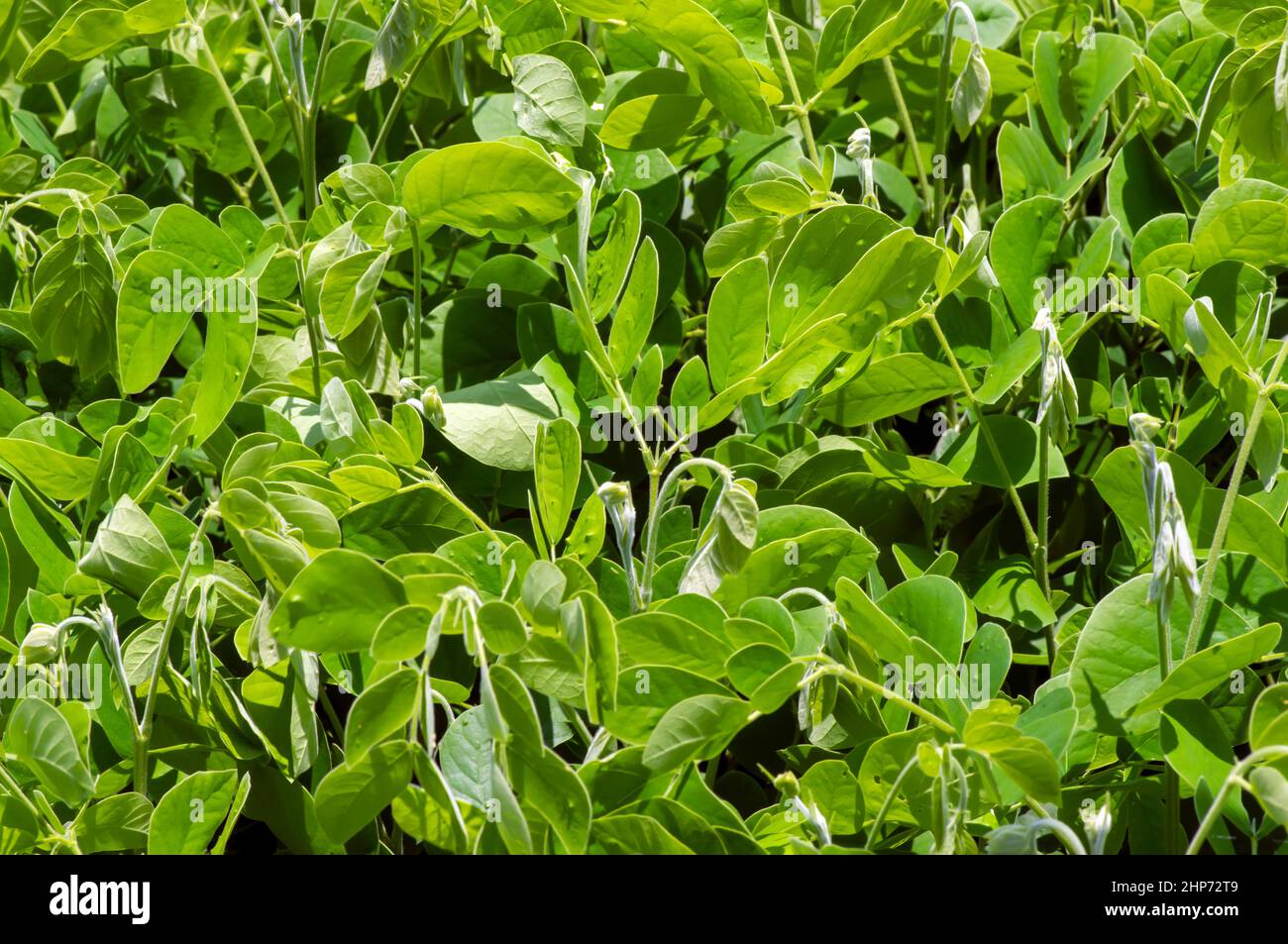 Monkey pod tree hi-res stock photography and images - Alamy
