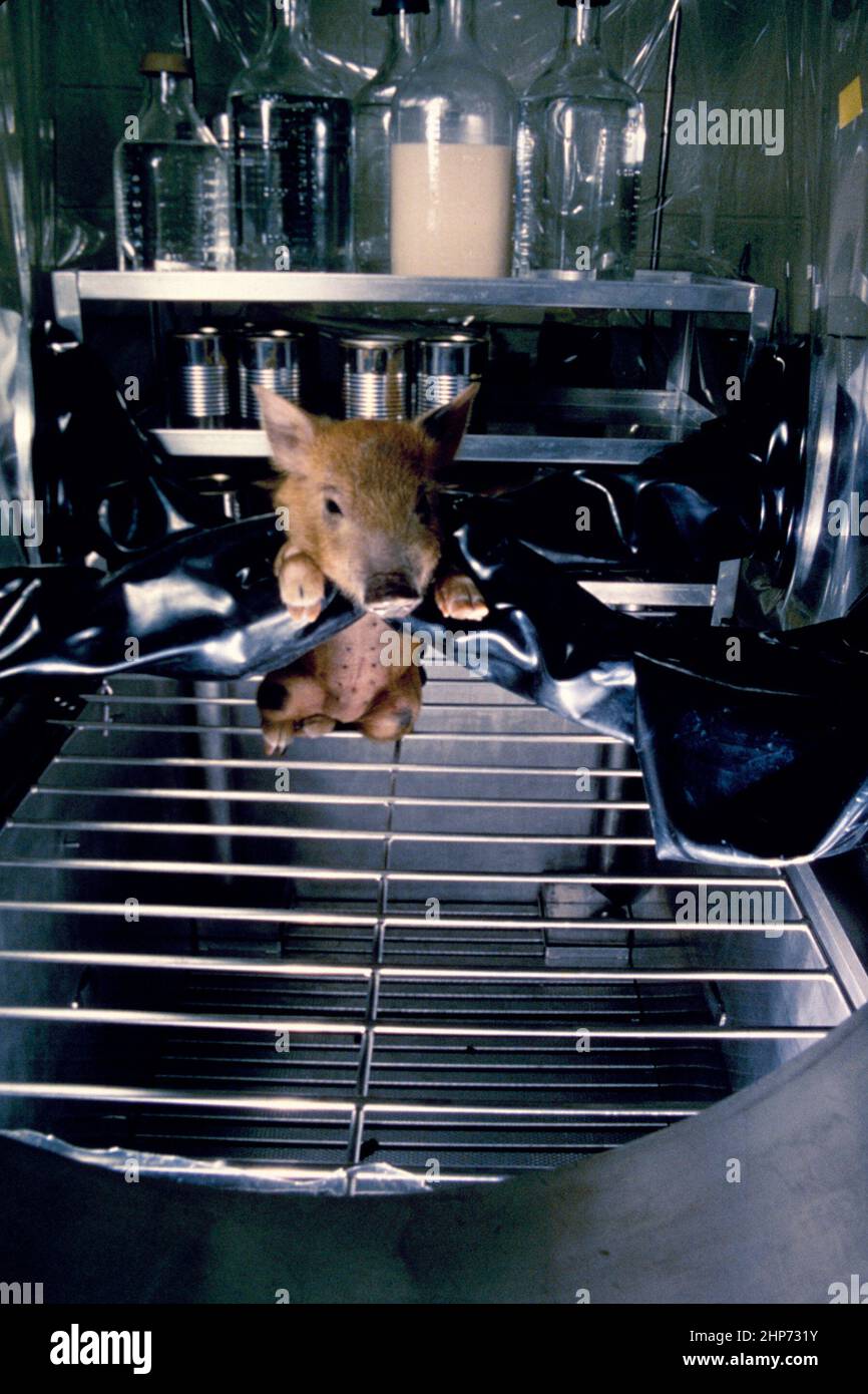 An experimental miniature pig. The experimental animal is being held in ...