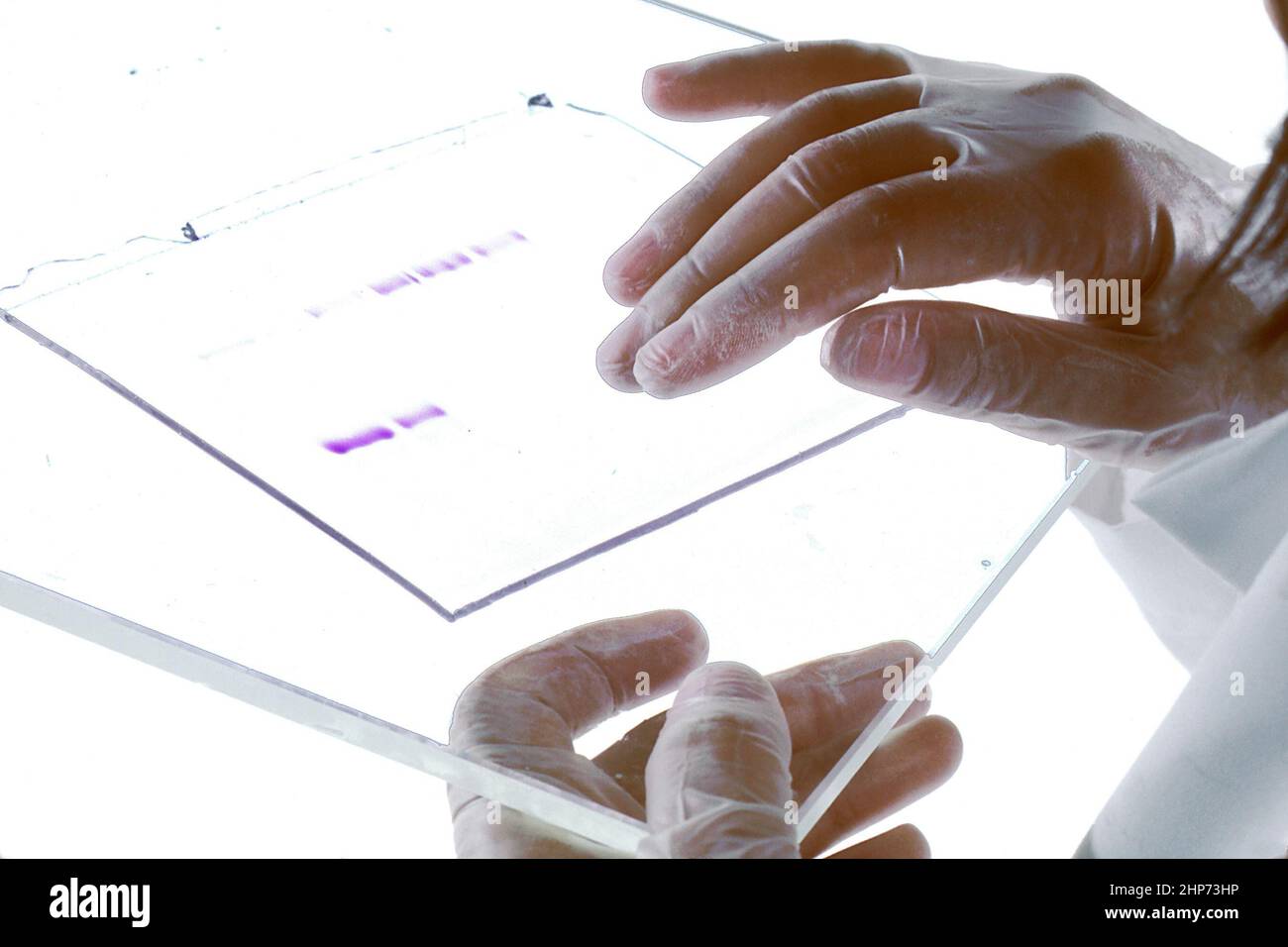 DNA gel being held on a clear glass tray by a gloved technician. DNA ...
