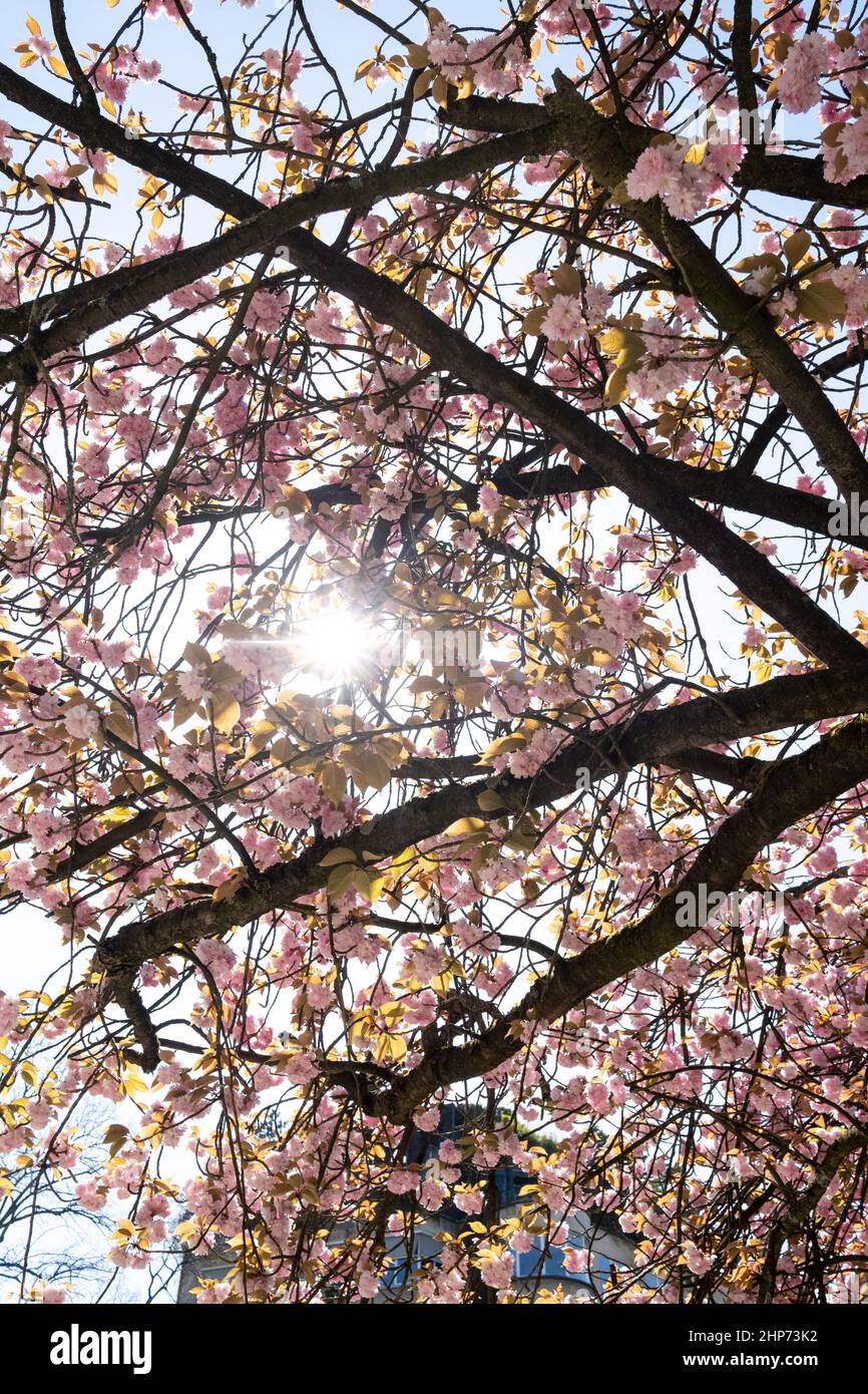 Belgium, Brussels, Spring 2021. Illustration of everyday life in ...