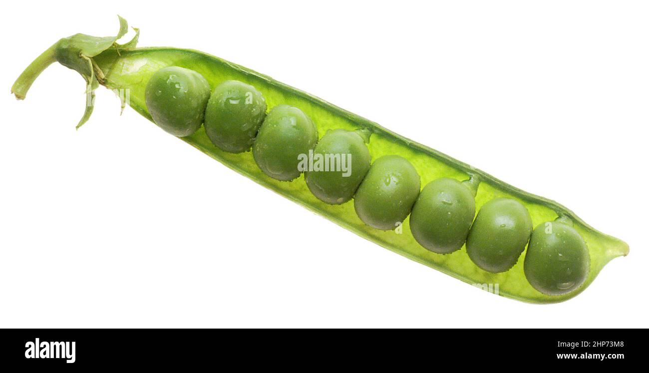 A single pea pod cut lengthwise to see the pea inside Stock Photo - Alamy