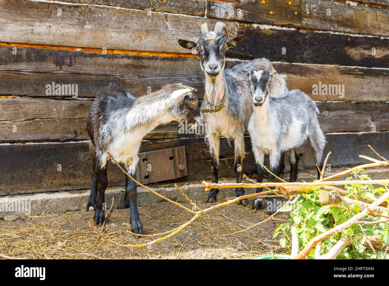 Modern animal livestock. Cute goat relaxing in yard on farm in summer ...