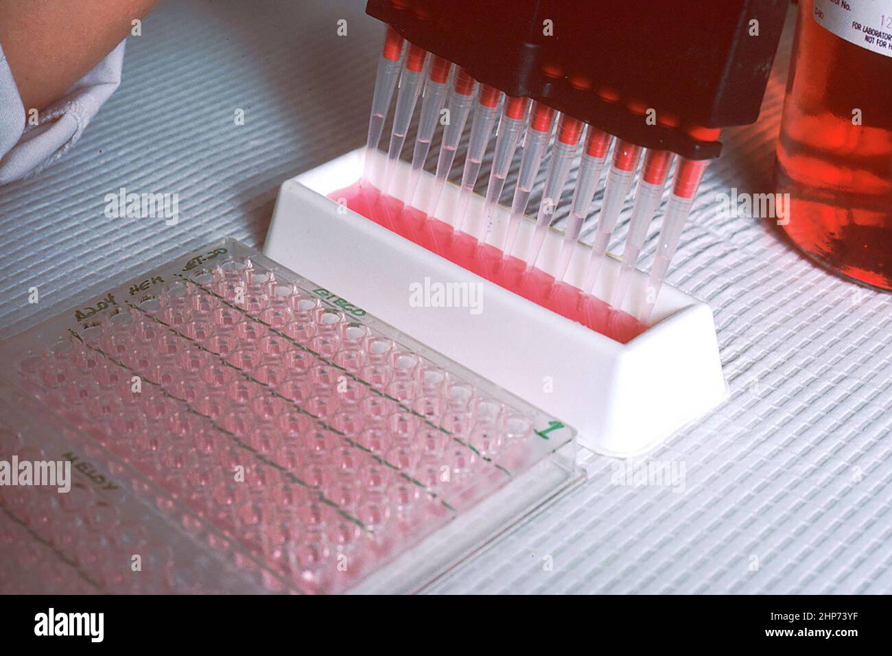 Pictured is a technician's hand filling wells with a liquid for a ...