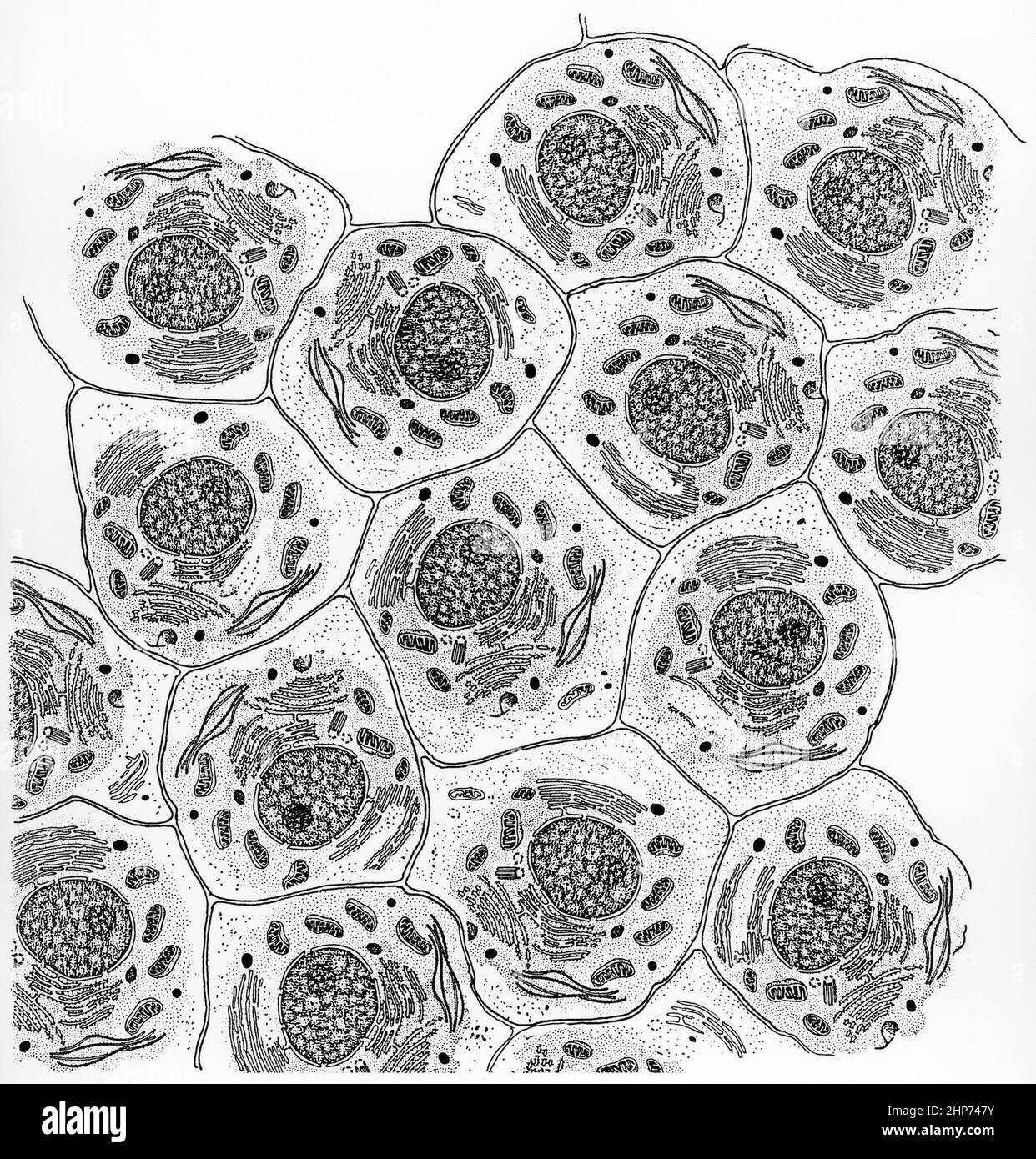 Cluster of normal cells hi-res stock photography and images - Alamy