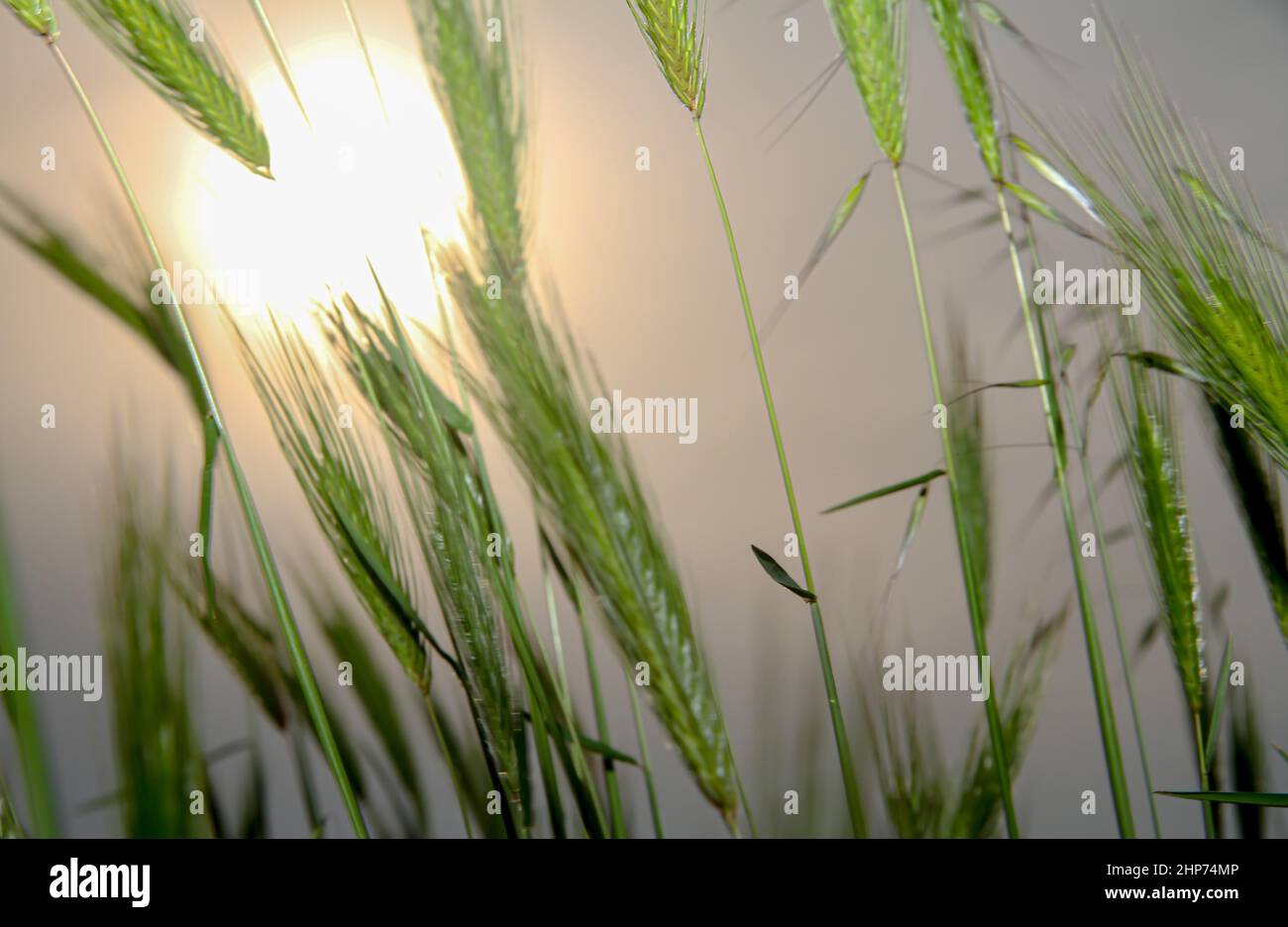 tall green grass sunset on filed, close up Stock Photo - Alamy