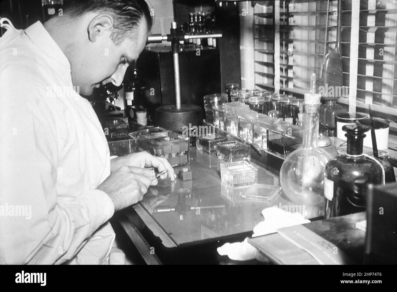 A male technician preparing tissue to be stained and studied ...
