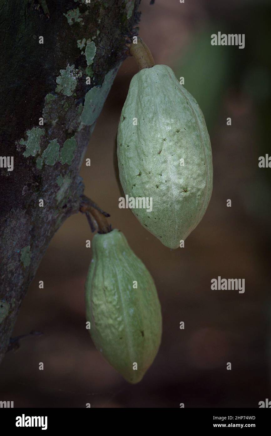 Mature Green cocoa pods growing on a tree. Ghana West Africa. Picture ...