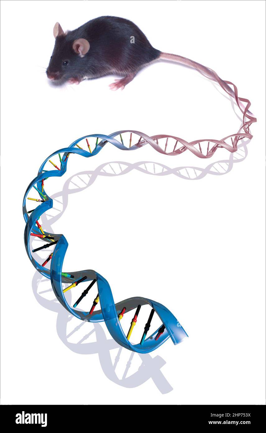 The mouse ca hi-res stock photography and images - Alamy